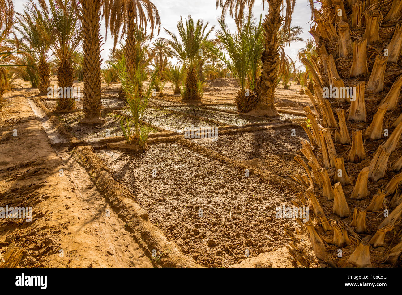 Sahara desert irrigation system hi-res stock photography and images - Alamy