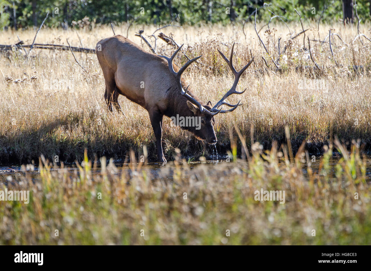Stag drinking water at lakeshore in forest Stock Photo - Alamy