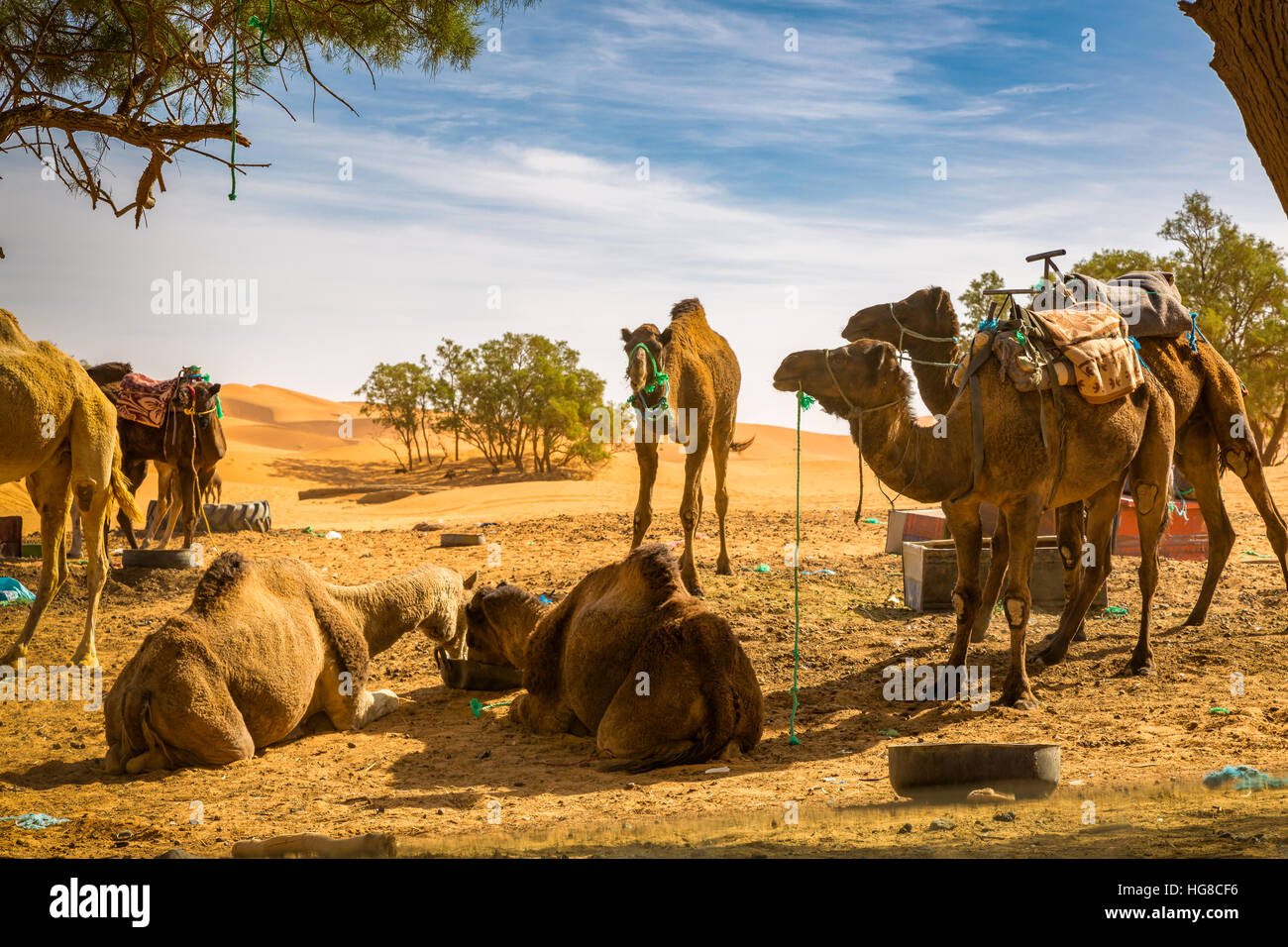 Caravan lounging after returning from the Sahara desert. Merzouga ...
