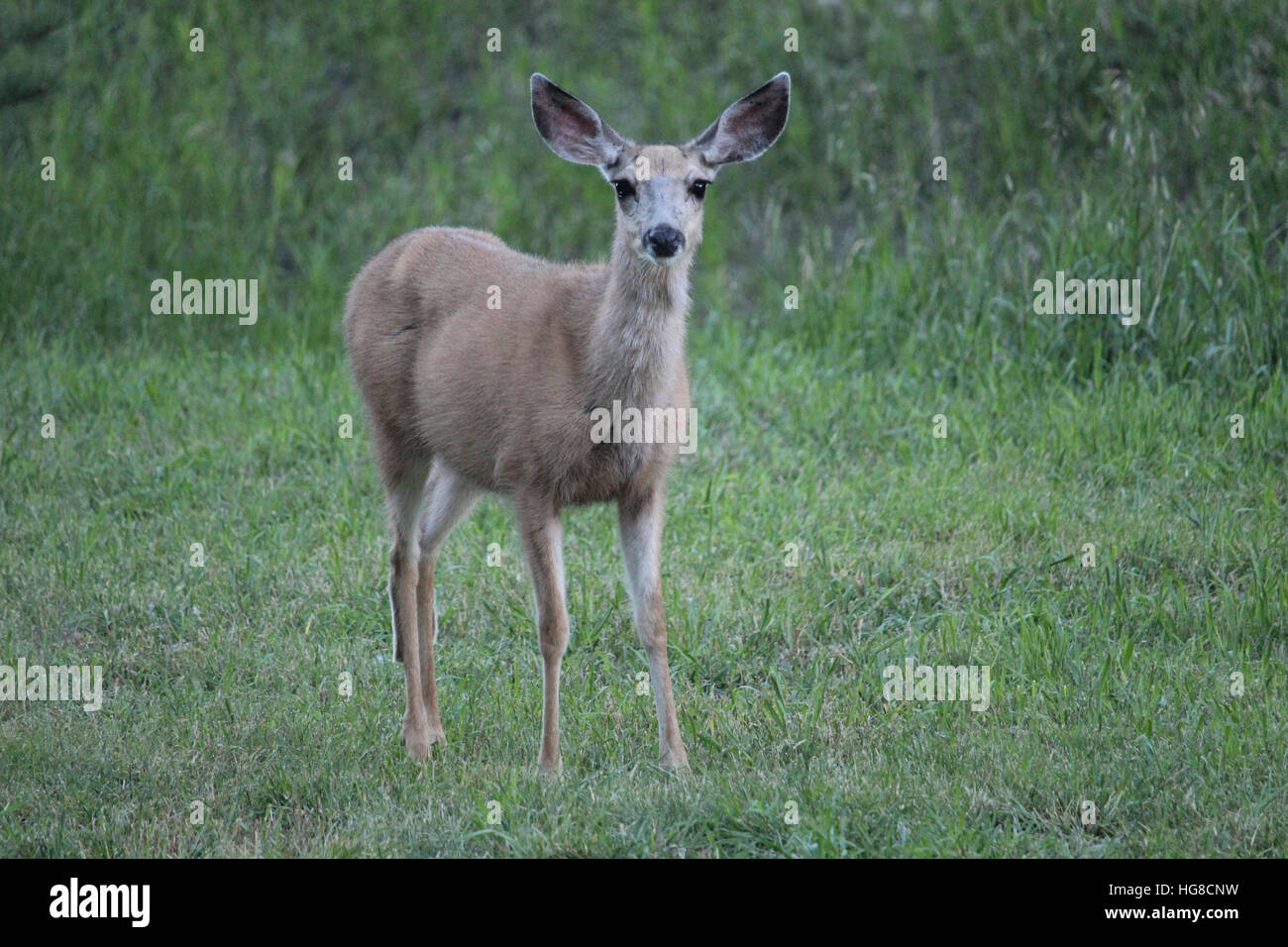 Doe standing hi-res stock photography and images - Alamy