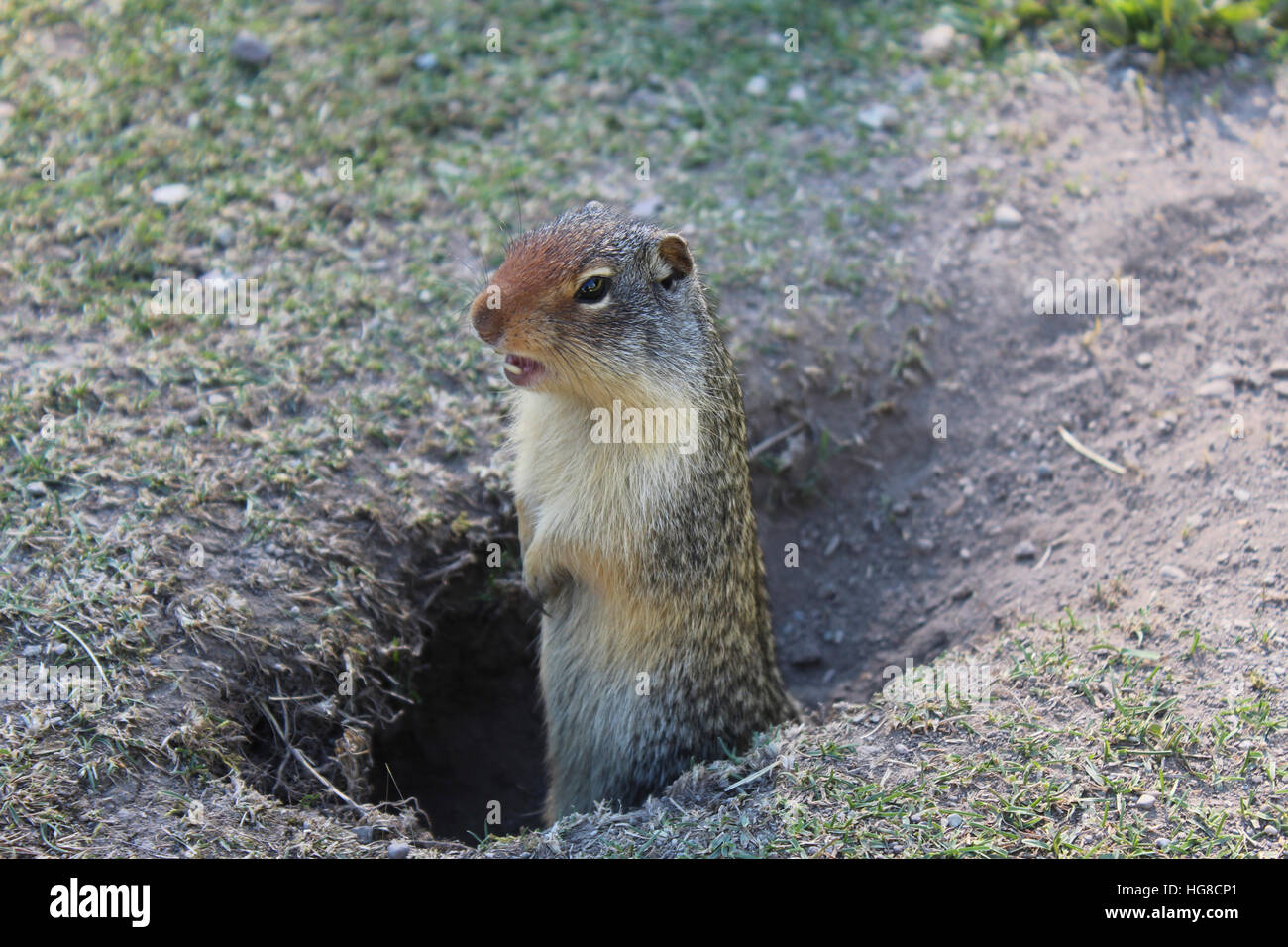 Ground squirrel hole hi-res stock photography and images - Alamy