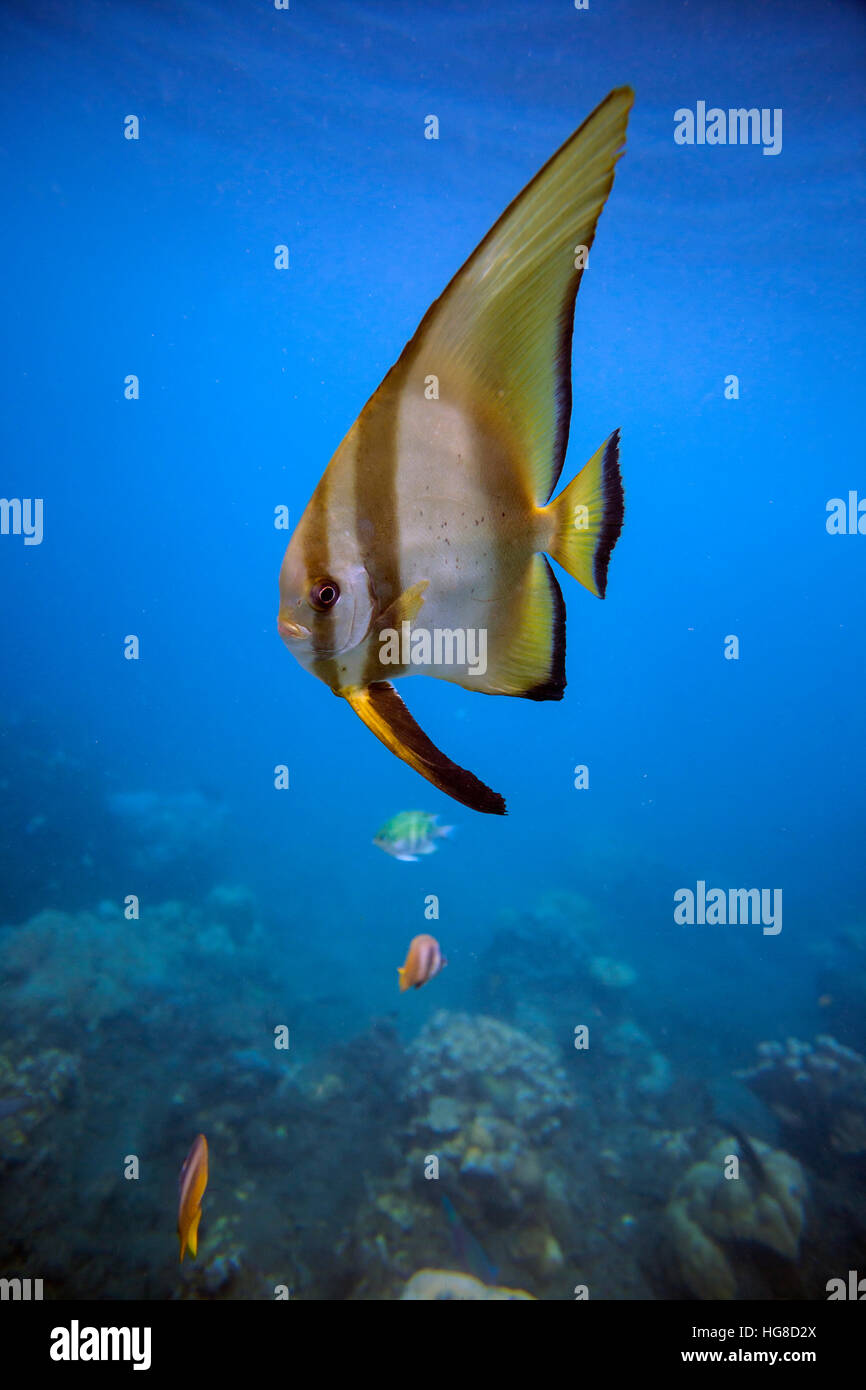 Butterflyfishes swimming in sea Stock Photo - Alamy