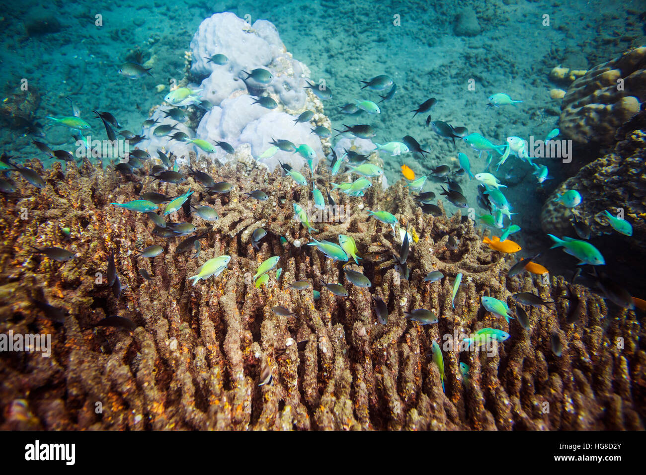 Swimming coral hi-res stock photography and images - Alamy
