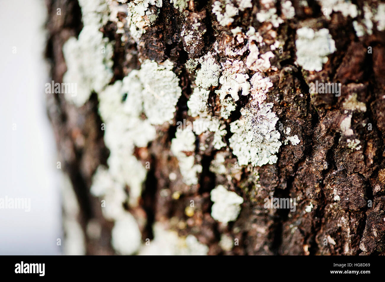 Tree white lichen hi-res stock photography and images - Alamy