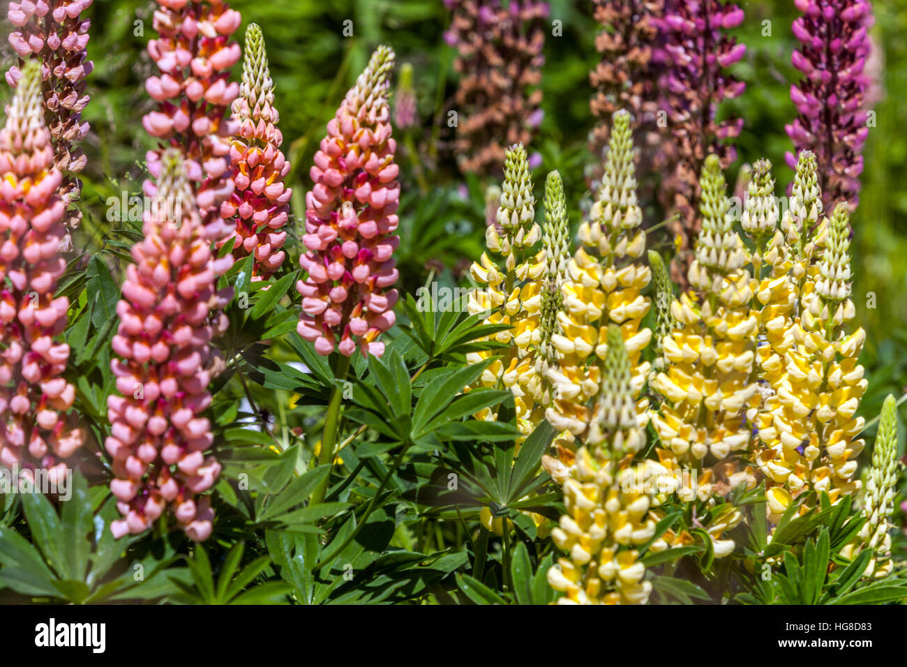 Red lupin plant hi-res stock photography and images - Alamy