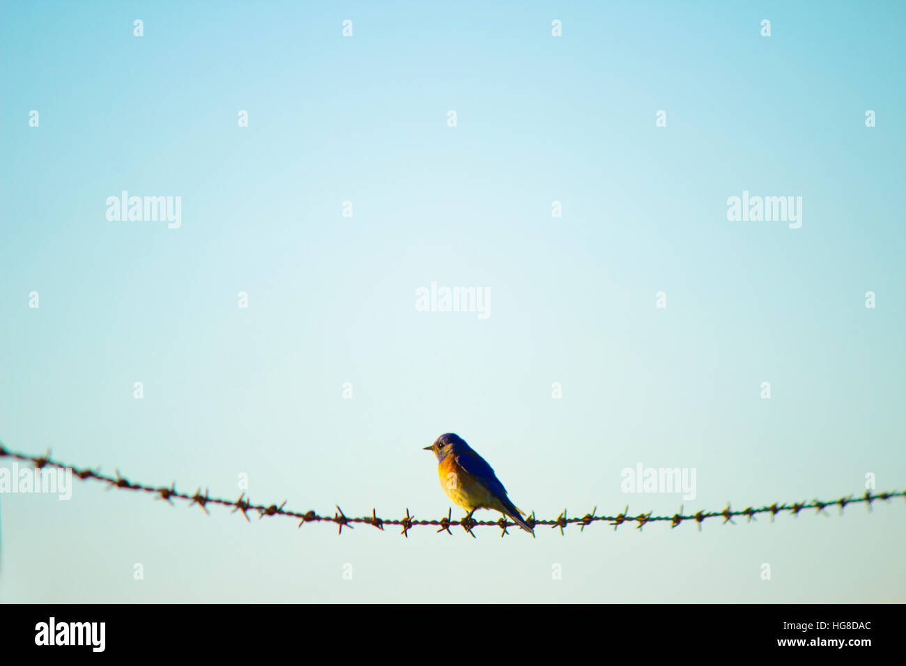 Robin on wire hi-res stock photography and images - Alamy