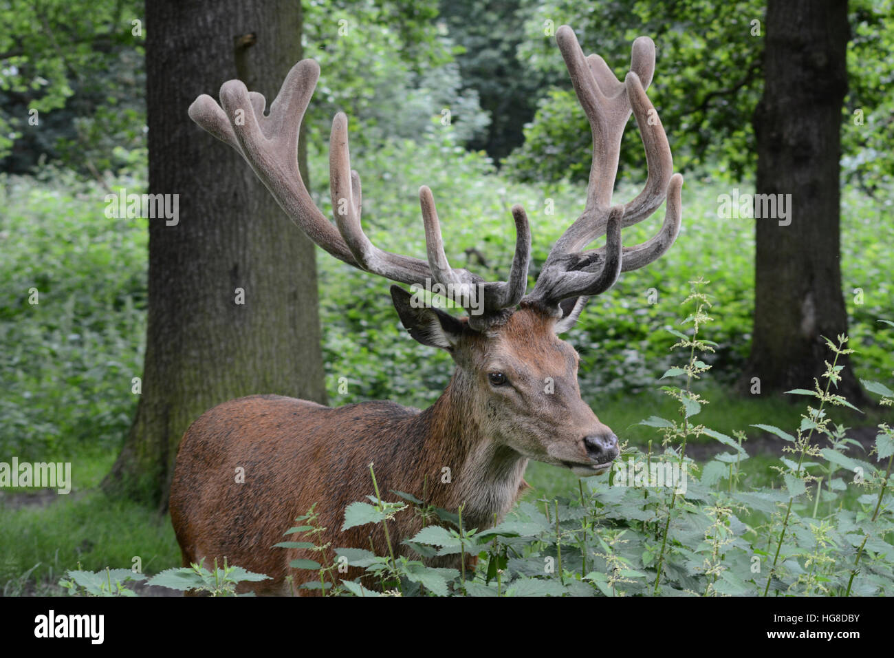 Stag standing in forest Stock Photo - Alamy