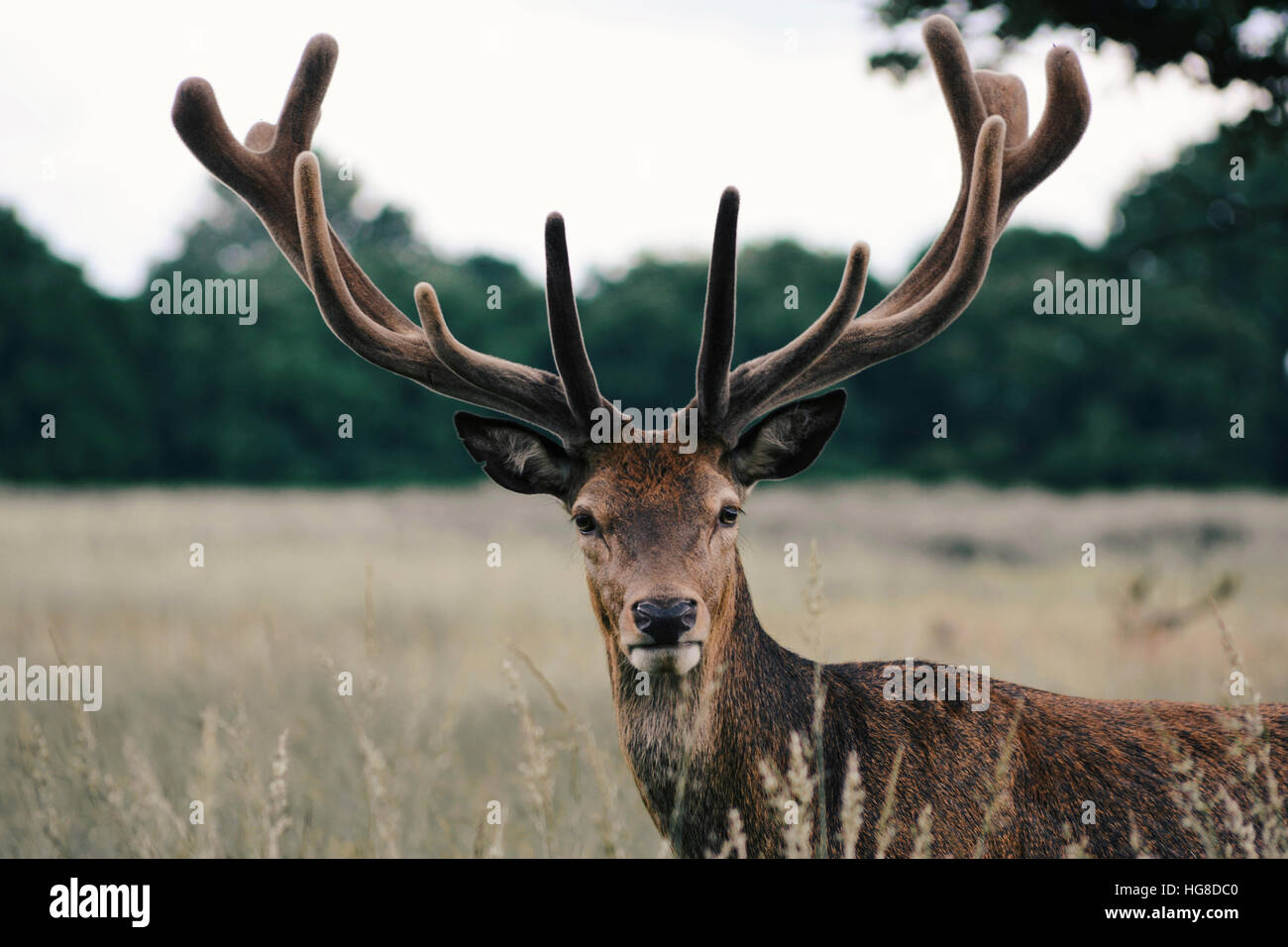 Stag at sunset hi-res stock photography and images - Alamy