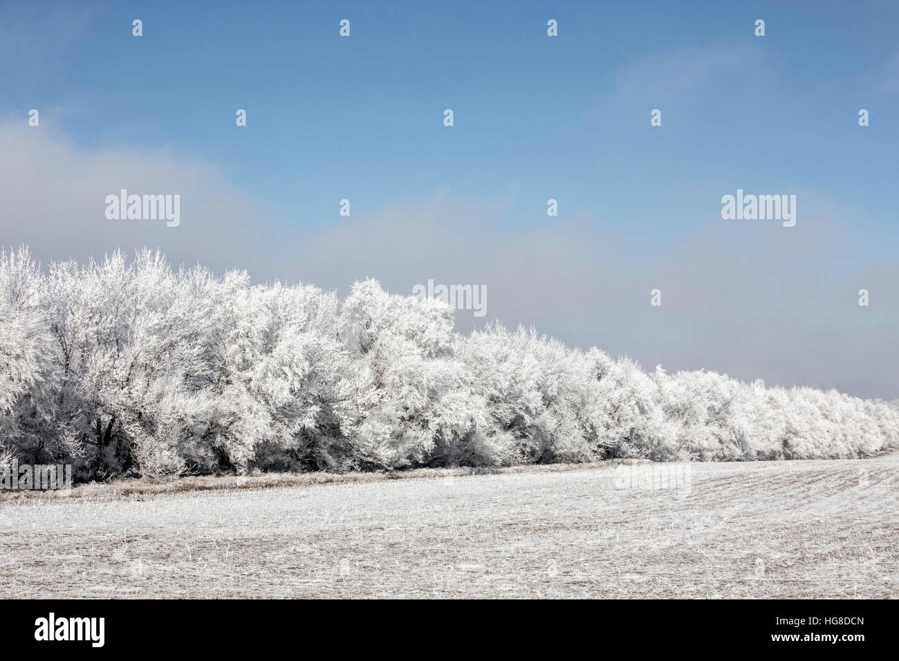 Tree trees cold field fog hi-res stock photography and images - Alamy