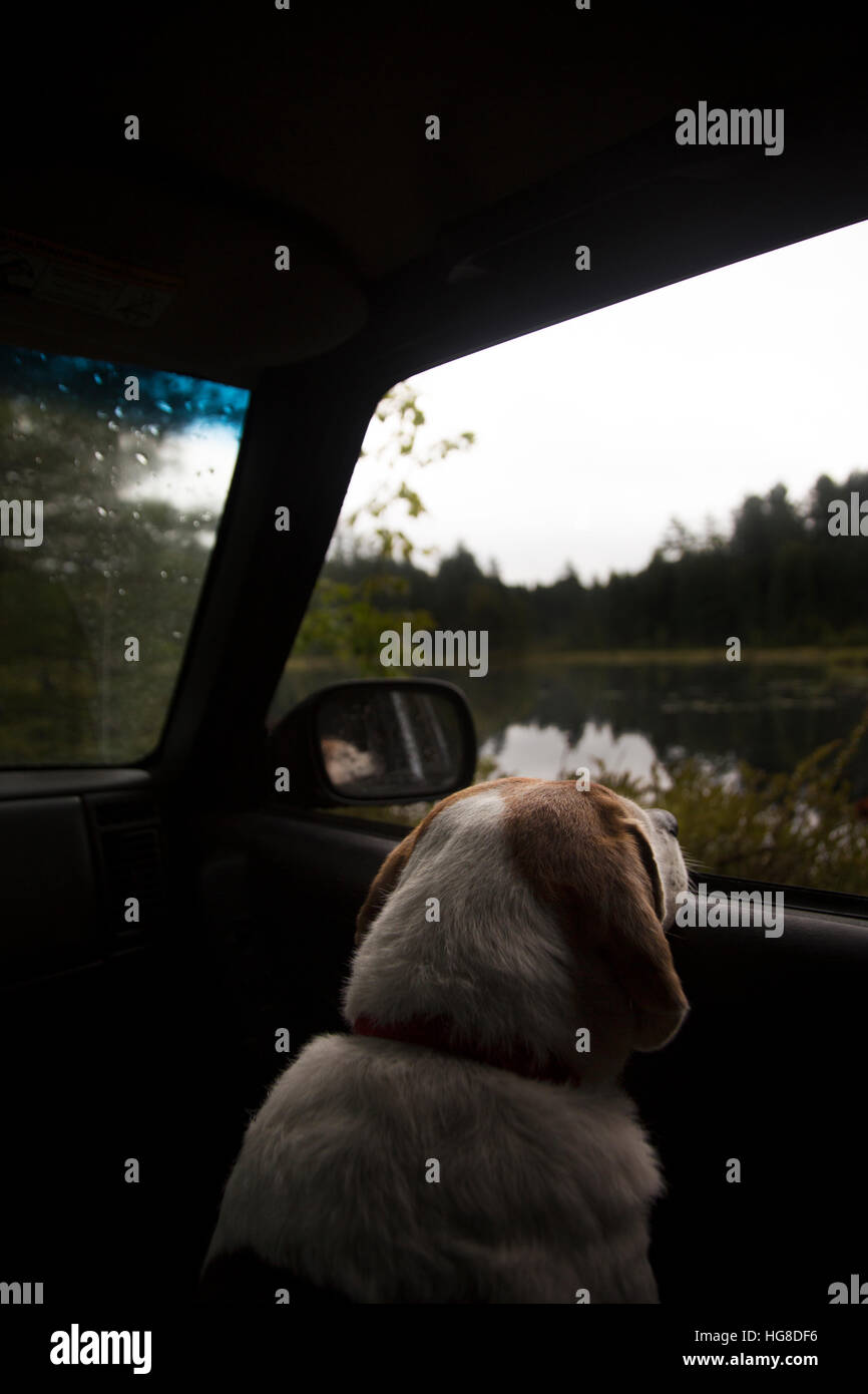 Car window dog hi-res stock photography and images - Alamy