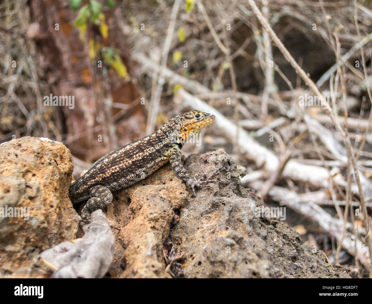 Close-up of lizard on rocks Stock Photo - Alamy