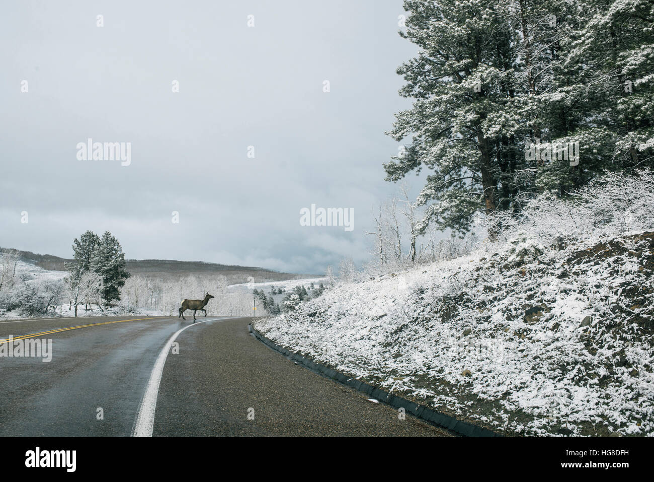 Moose Running Snow High Resolution Stock Photography and Images - Alamy
