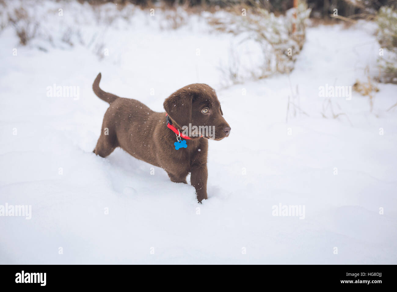 Field labrador hi-res stock photography and images - Alamy