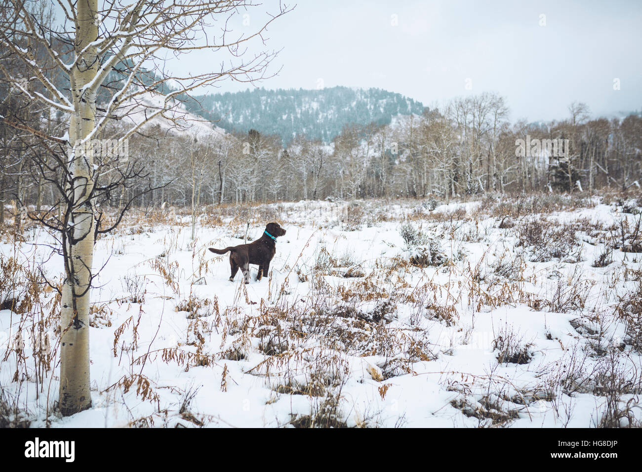 Chocolate Labrador standing on snowy field Stock Photo - Alamy