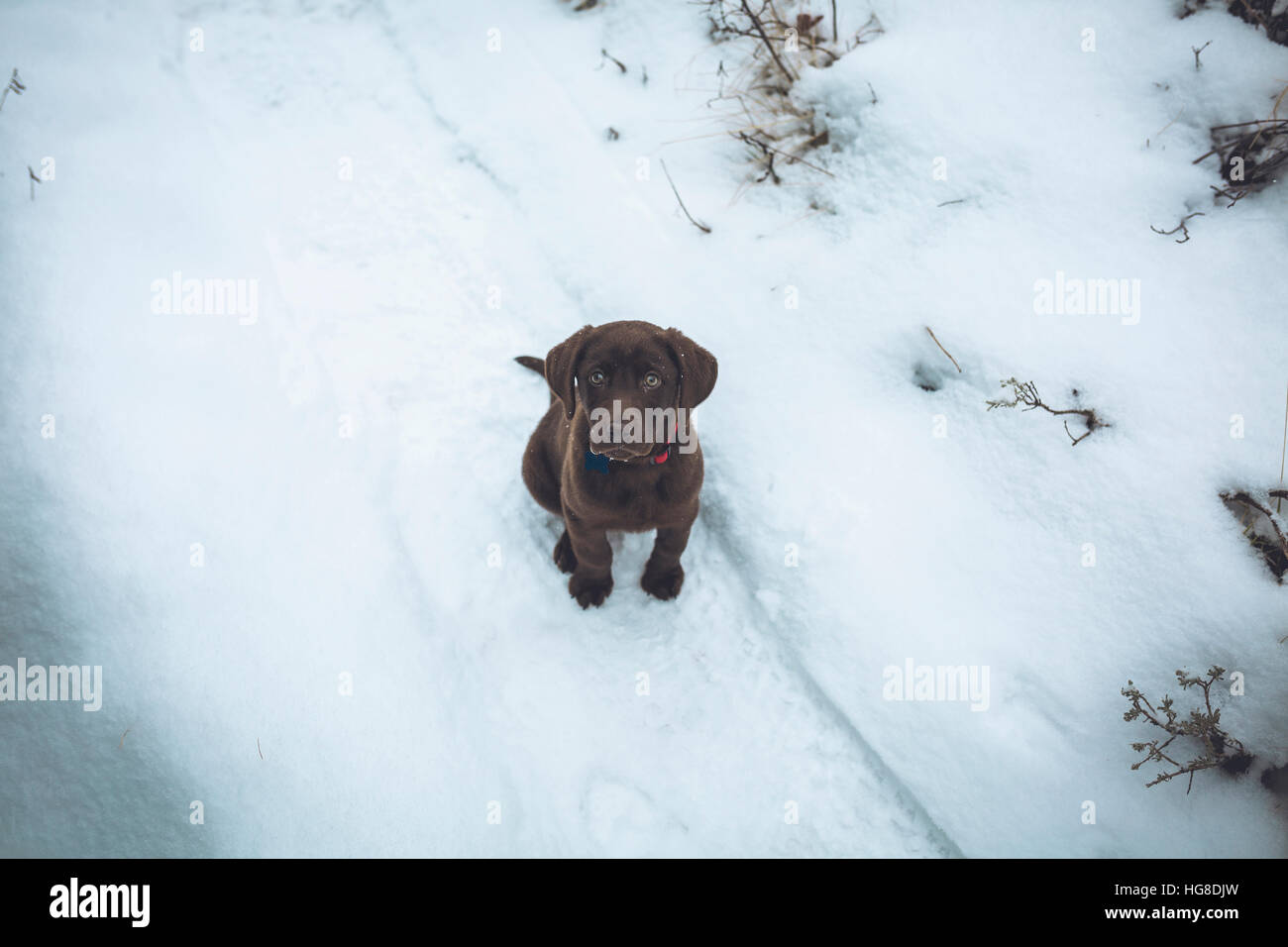 Cute chocolate hi-res stock photography and images - Alamy