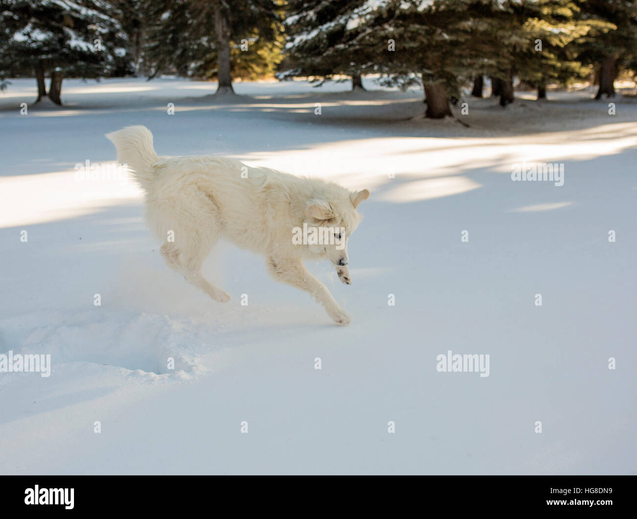 Dog jumping snow hi-res stock photography and images - Alamy