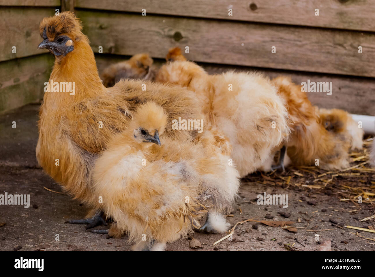 Chicken and chicks Stock Photo - Alamy