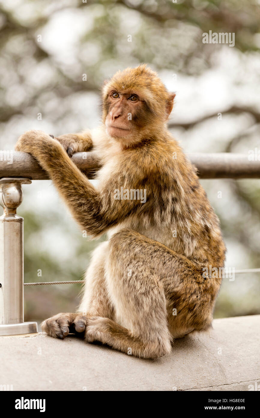 Close-up of monkey sitting on railing Stock Photo - Alamy
