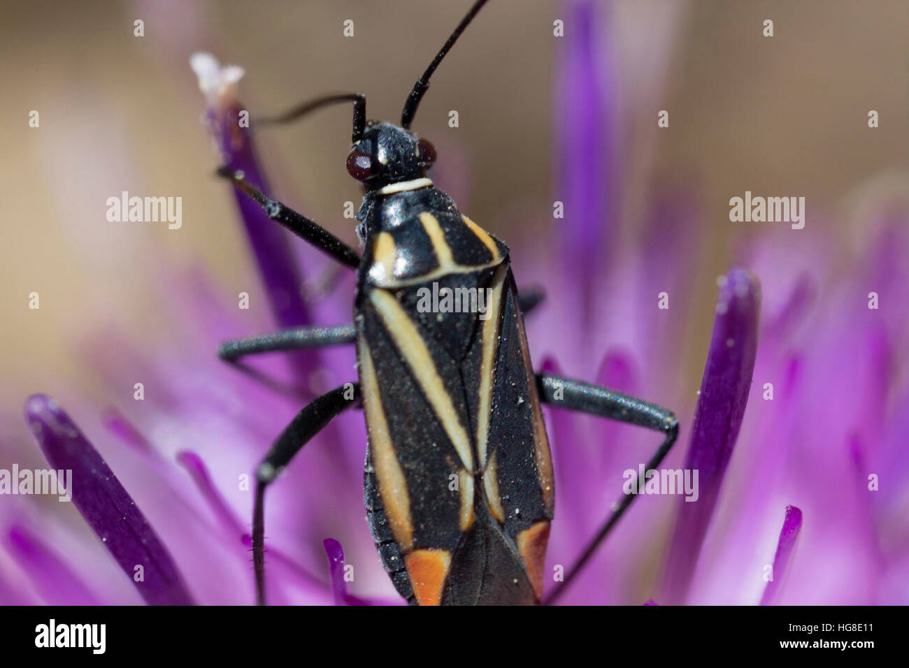 Animal markings hi-res stock photography and images - Alamy
