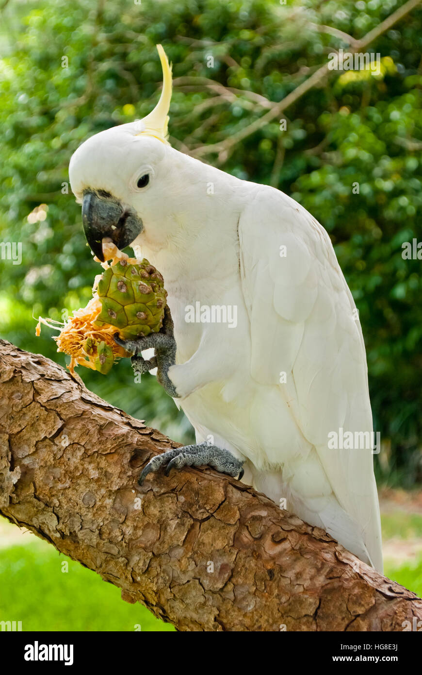 The green cockatoo hi-res stock photography and images - Alamy