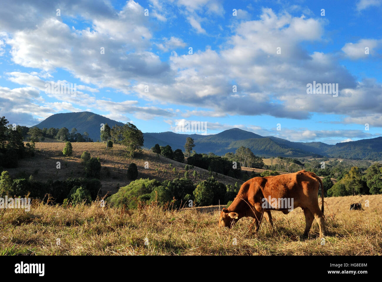 Cow and hills hi-res stock photography and images - Alamy