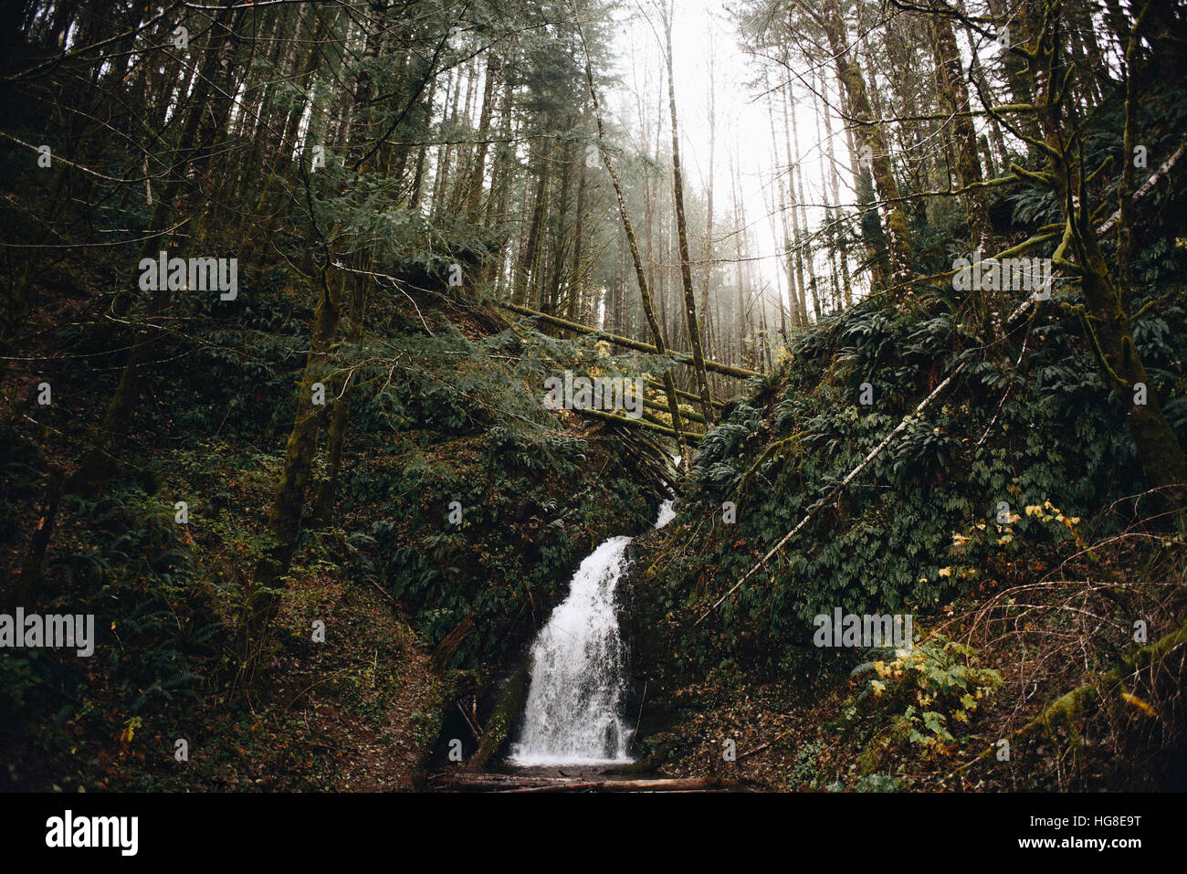Scenic tree and waterfall hi-res stock photography and images - Alamy