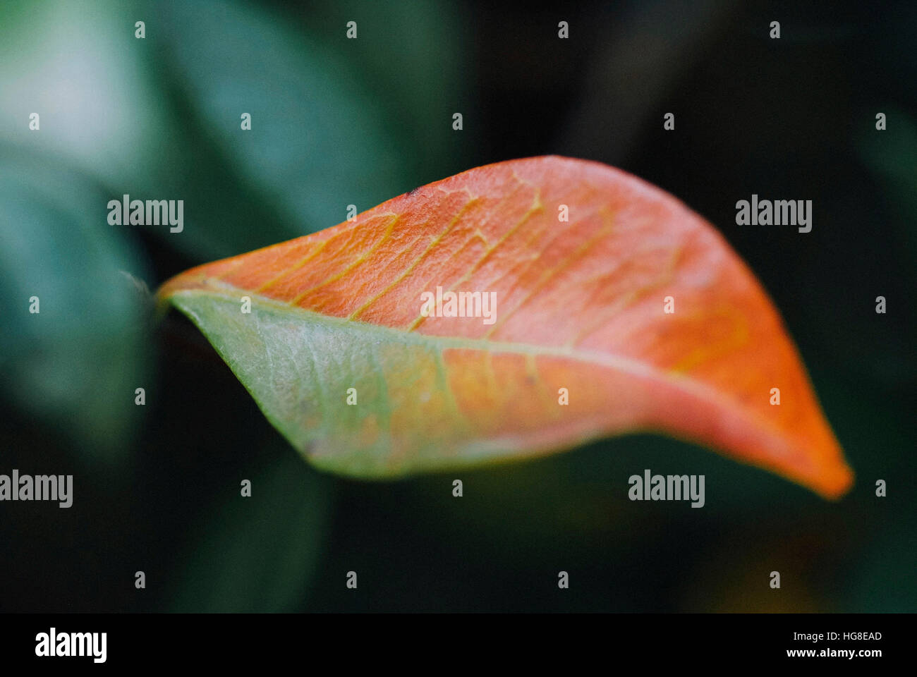 Close-up of orange leaf Stock Photo - Alamy