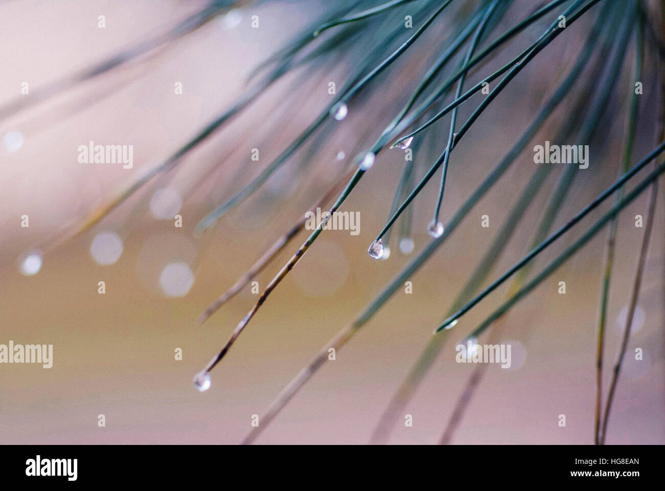 Wet environment hi-res stock photography and images - Alamy