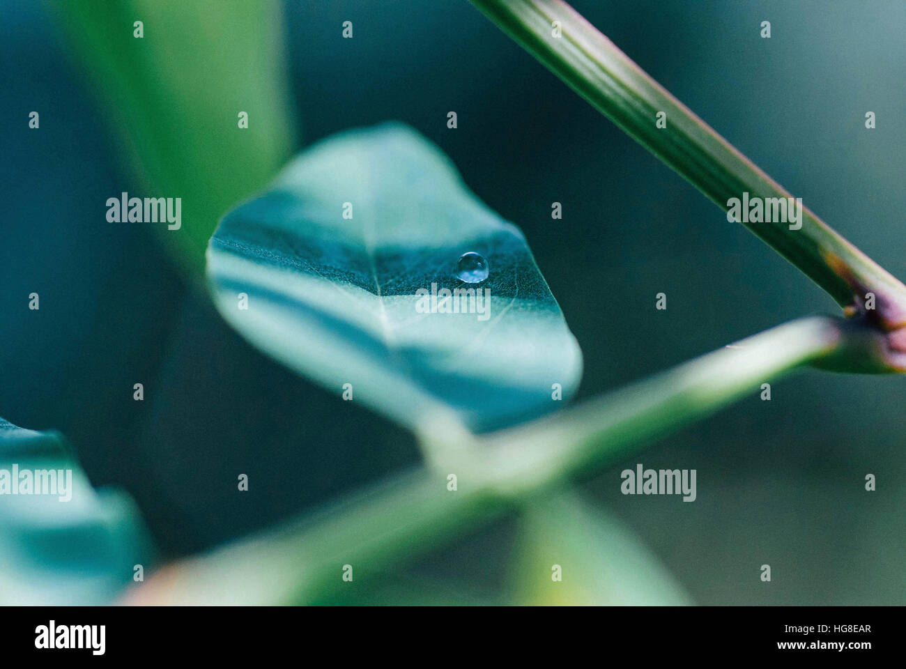Dew drop plant hi-res stock photography and images - Alamy