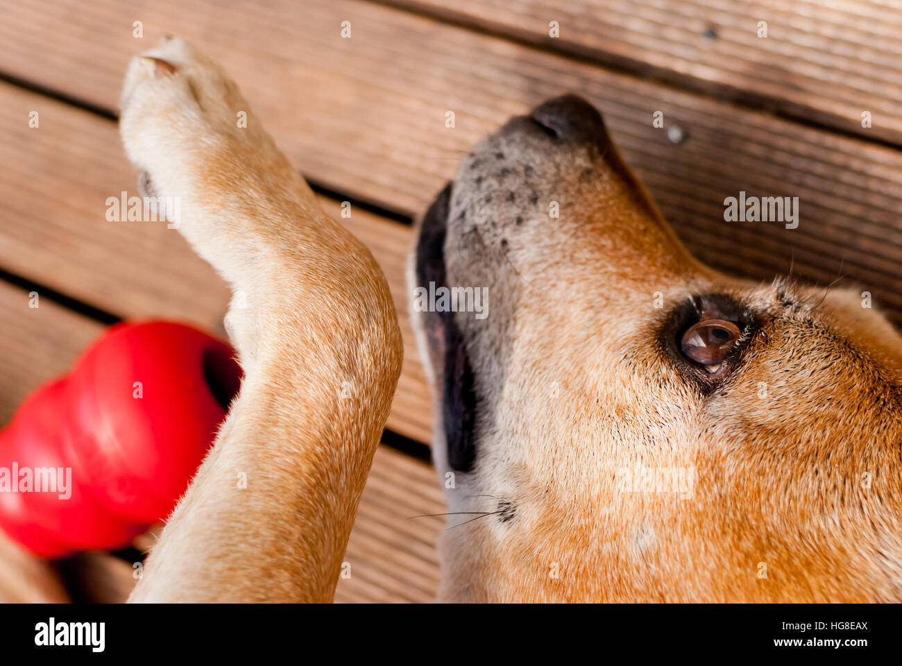Cute dog playing Stock Photo - Alamy