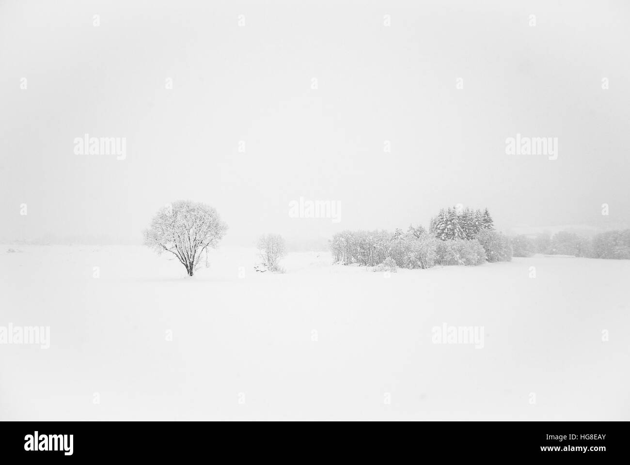 Trees on snow covered field Stock Photo - Alamy