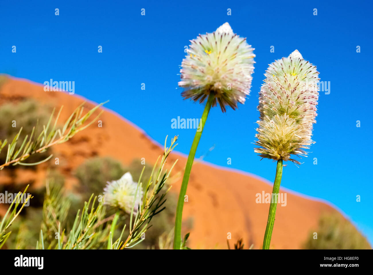 Uluru desert hi-res stock photography and images - Alamy