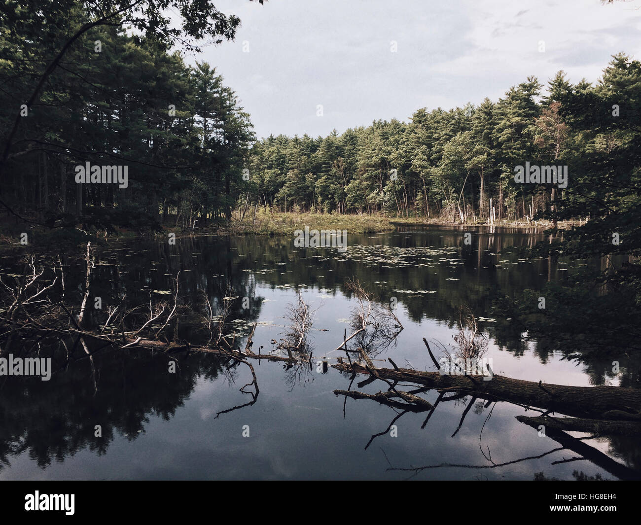 Fallen trees lake hi-res stock photography and images - Alamy