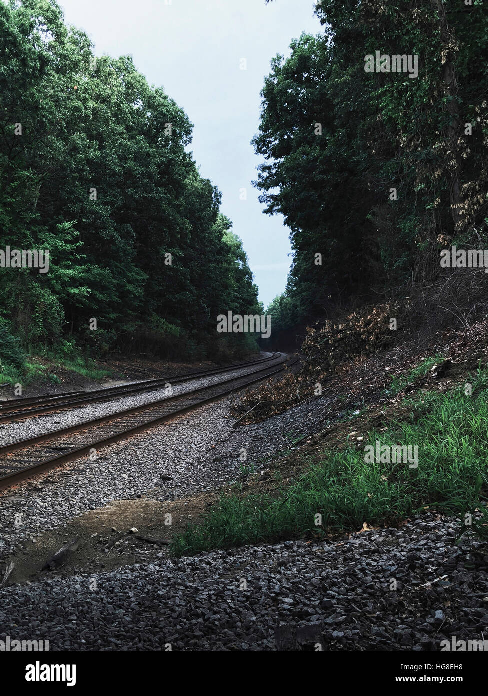 Railroad track in forest amidst trees Stock Photo - Alamy