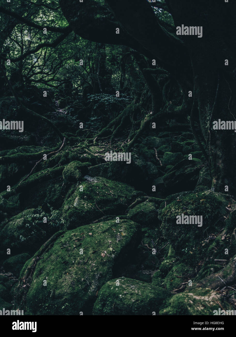 Moss rocks trees hi-res stock photography and images - Alamy