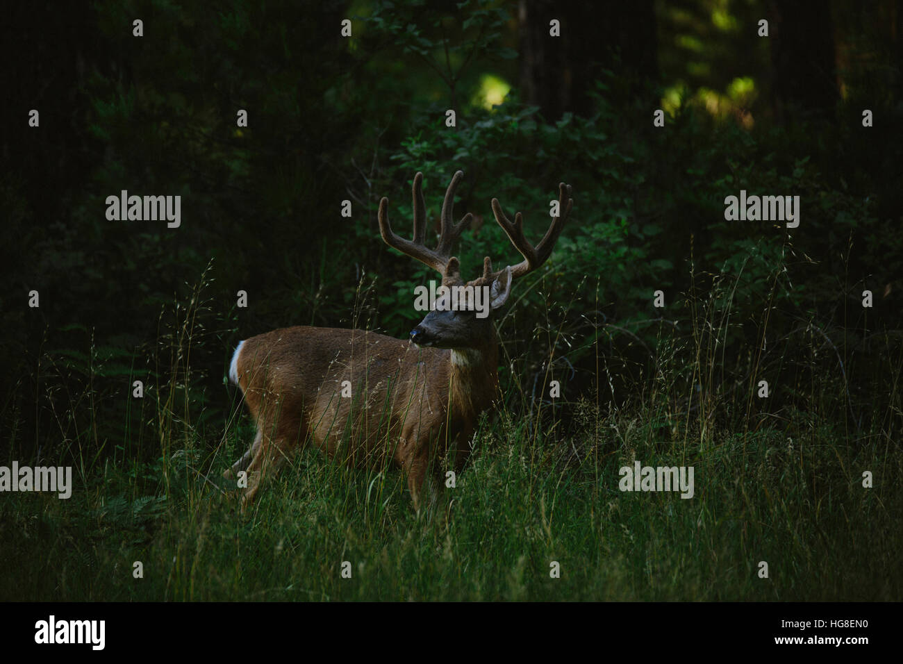 Stag standing on grassy field at night Stock Photo - Alamy