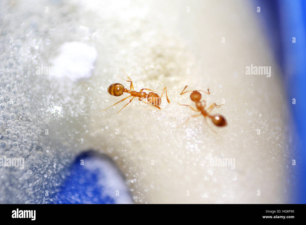 Sugar ants hi-res stock photography and images - Alamy