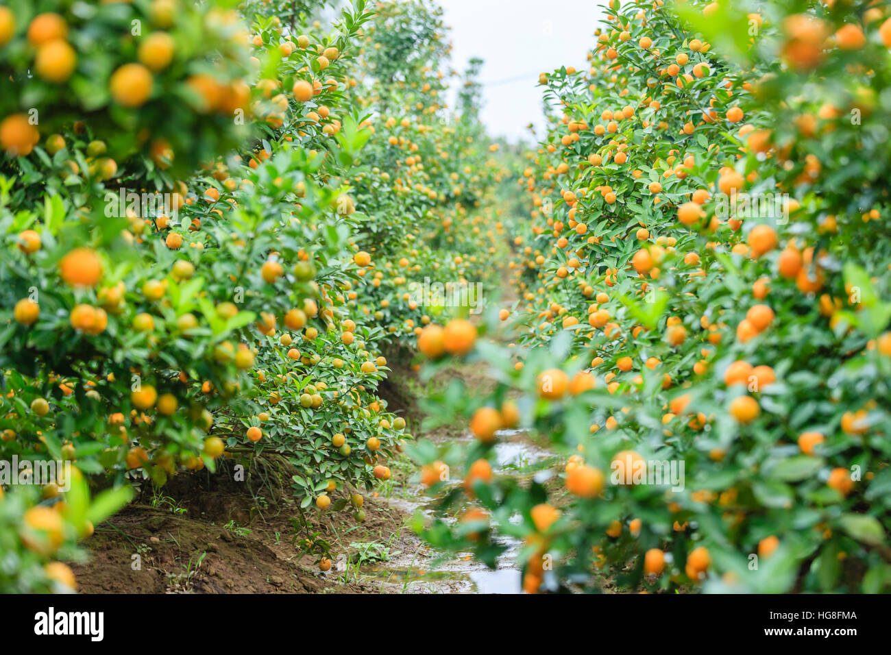 Growing Tangerines at Hanoi, Vietnam Stock Photo - Alamy