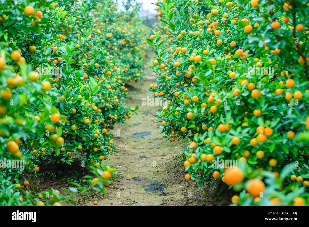 Growing Tangerines at Hanoi, Vietnam Stock Photo - Alamy