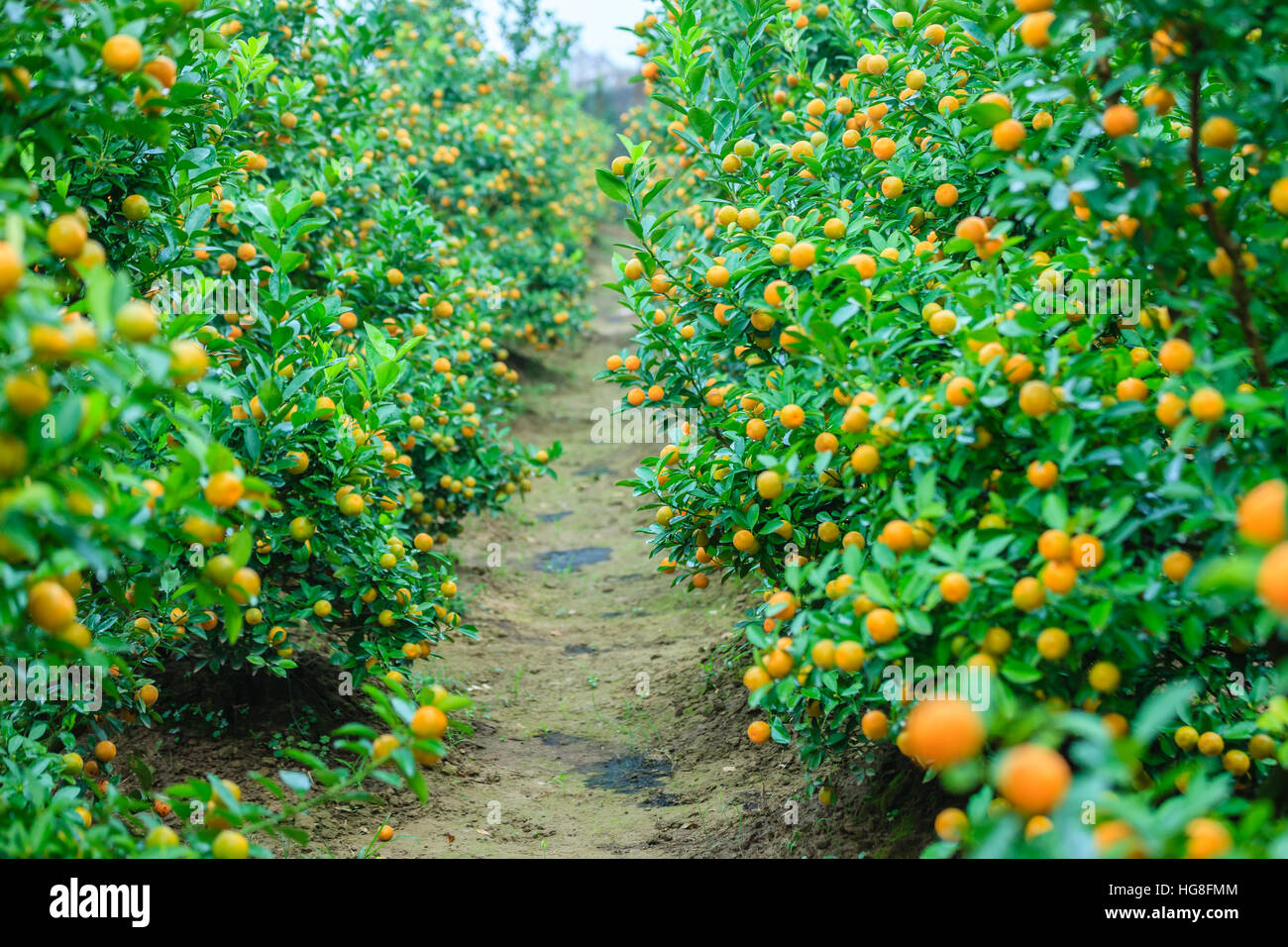 Growing Tangerines at Hanoi, Vietnam Stock Photo - Alamy