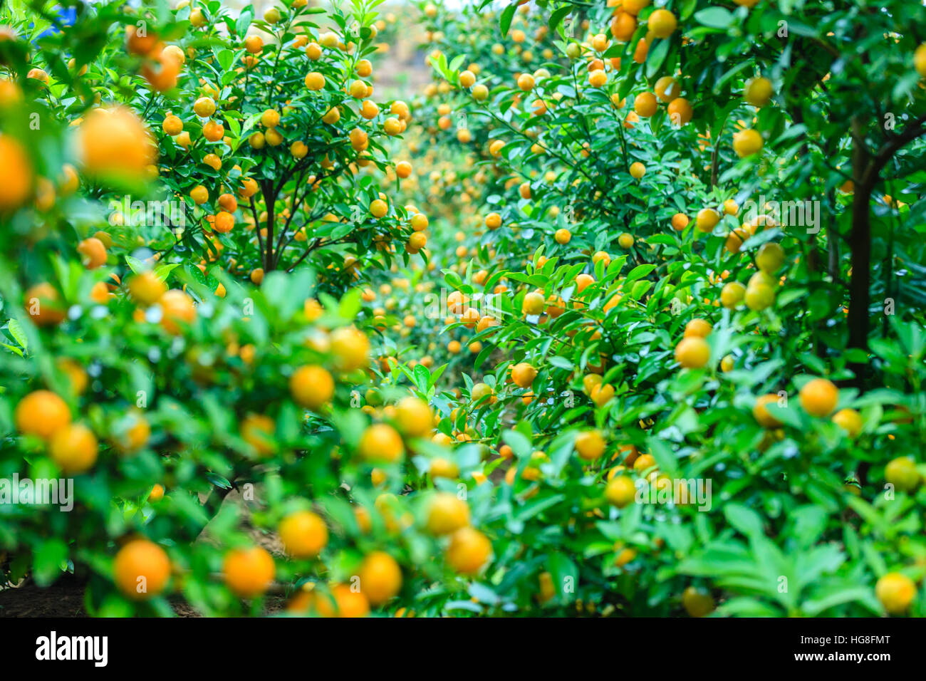 Growing Tangerines at Hanoi, Vietnam Stock Photo - Alamy