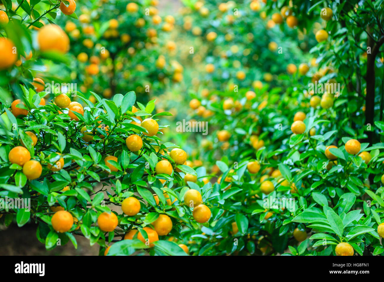 Growing Tangerines at Hanoi, Vietnam Stock Photo - Alamy