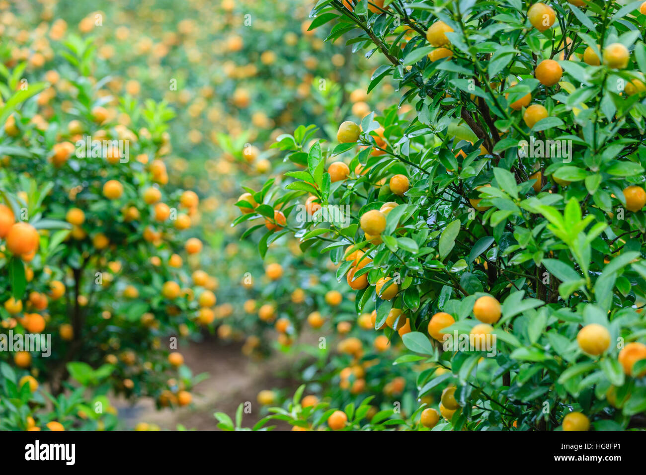Growing Tangerines at Hanoi, Vietnam Stock Photo - Alamy