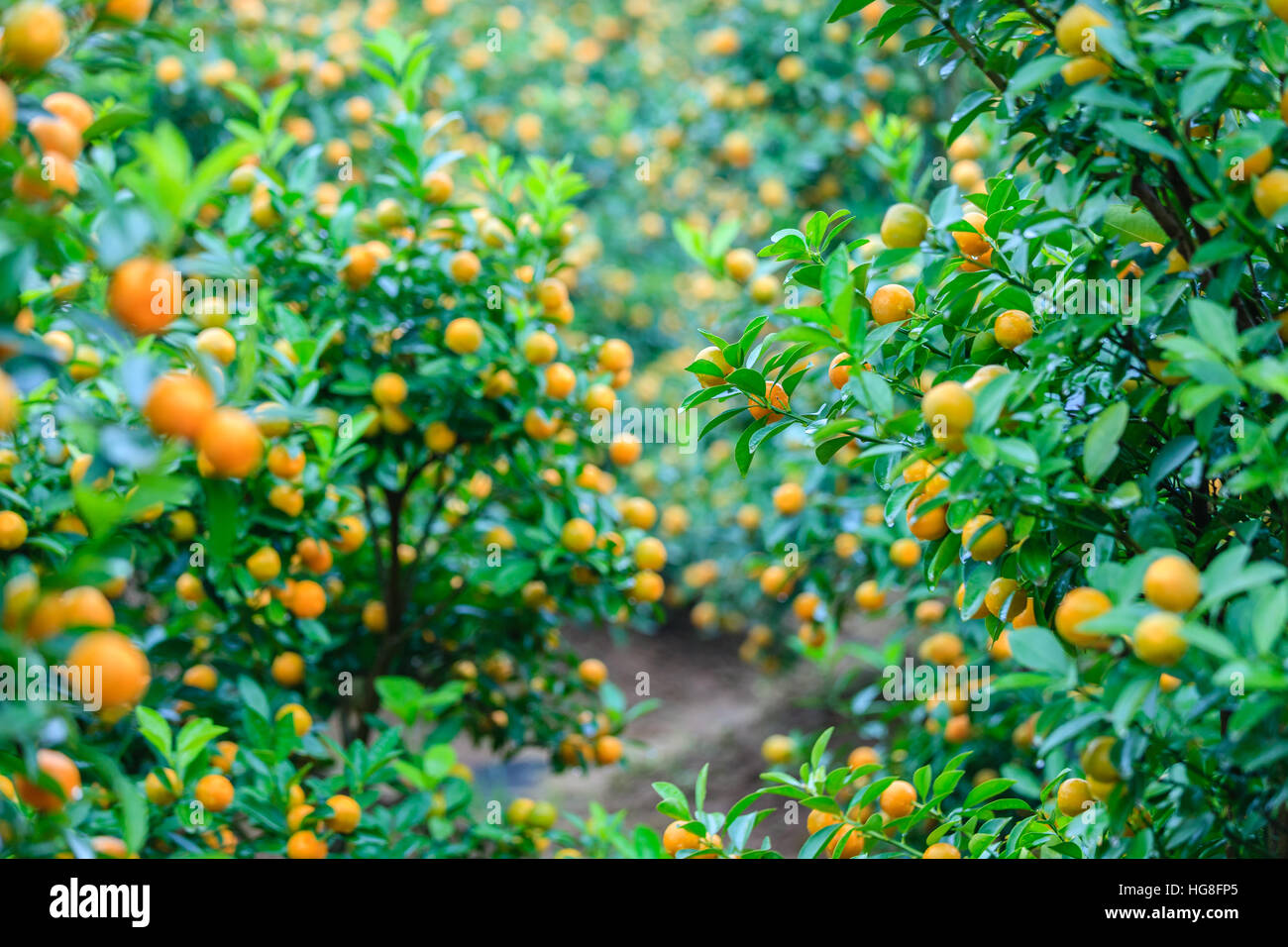 Tangerine colored sky hi-res stock photography and images - Alamy