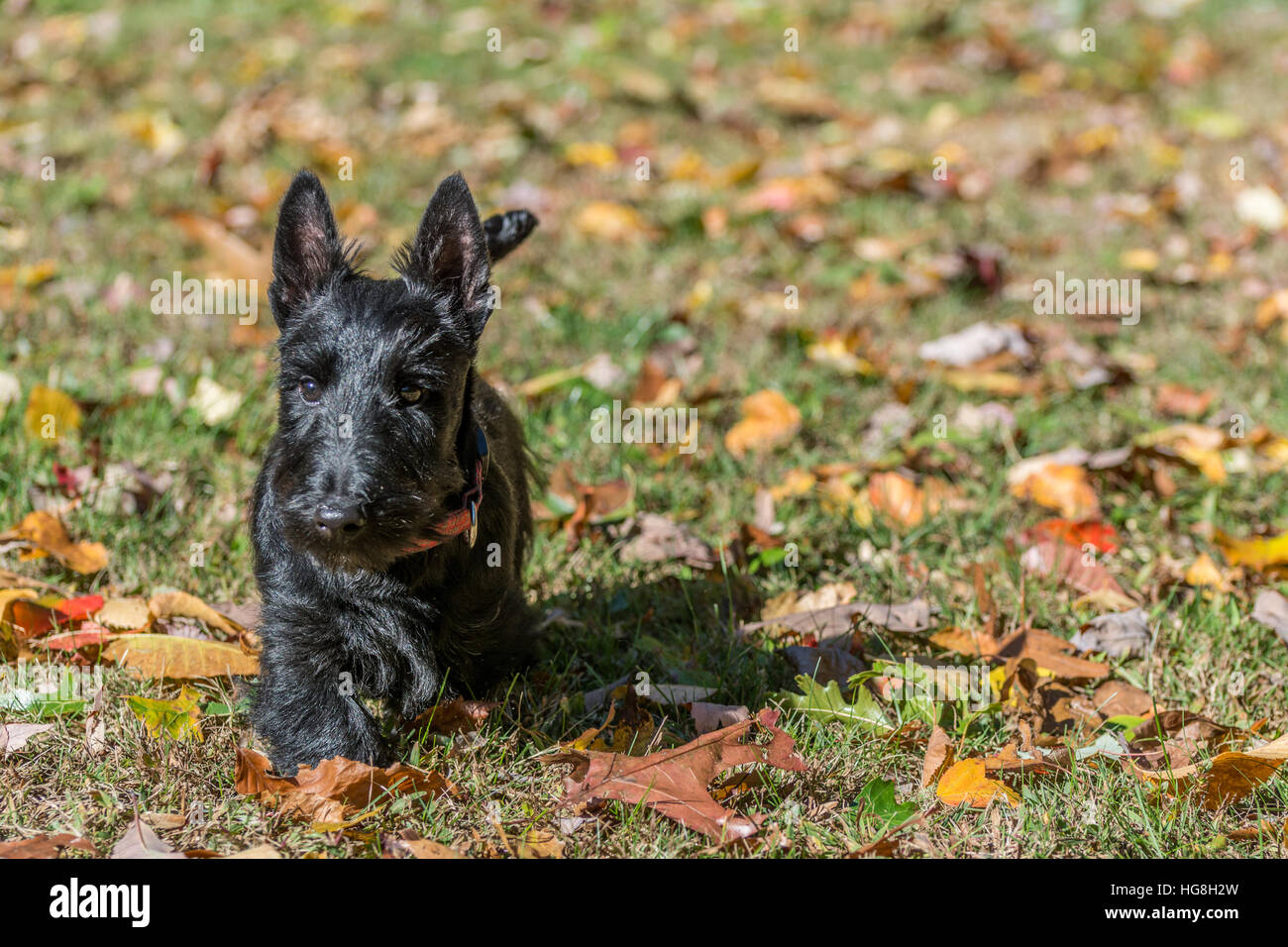 Scottish terrier puppy dog hi-res stock photography and images - Alamy