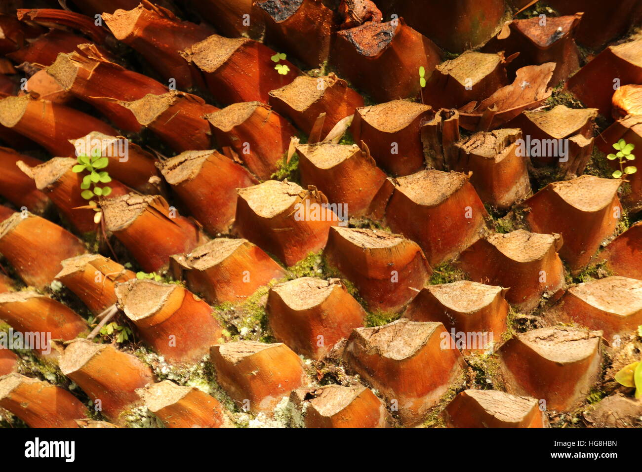 A palm trunk is cut hi-res stock photography and images - Alamy