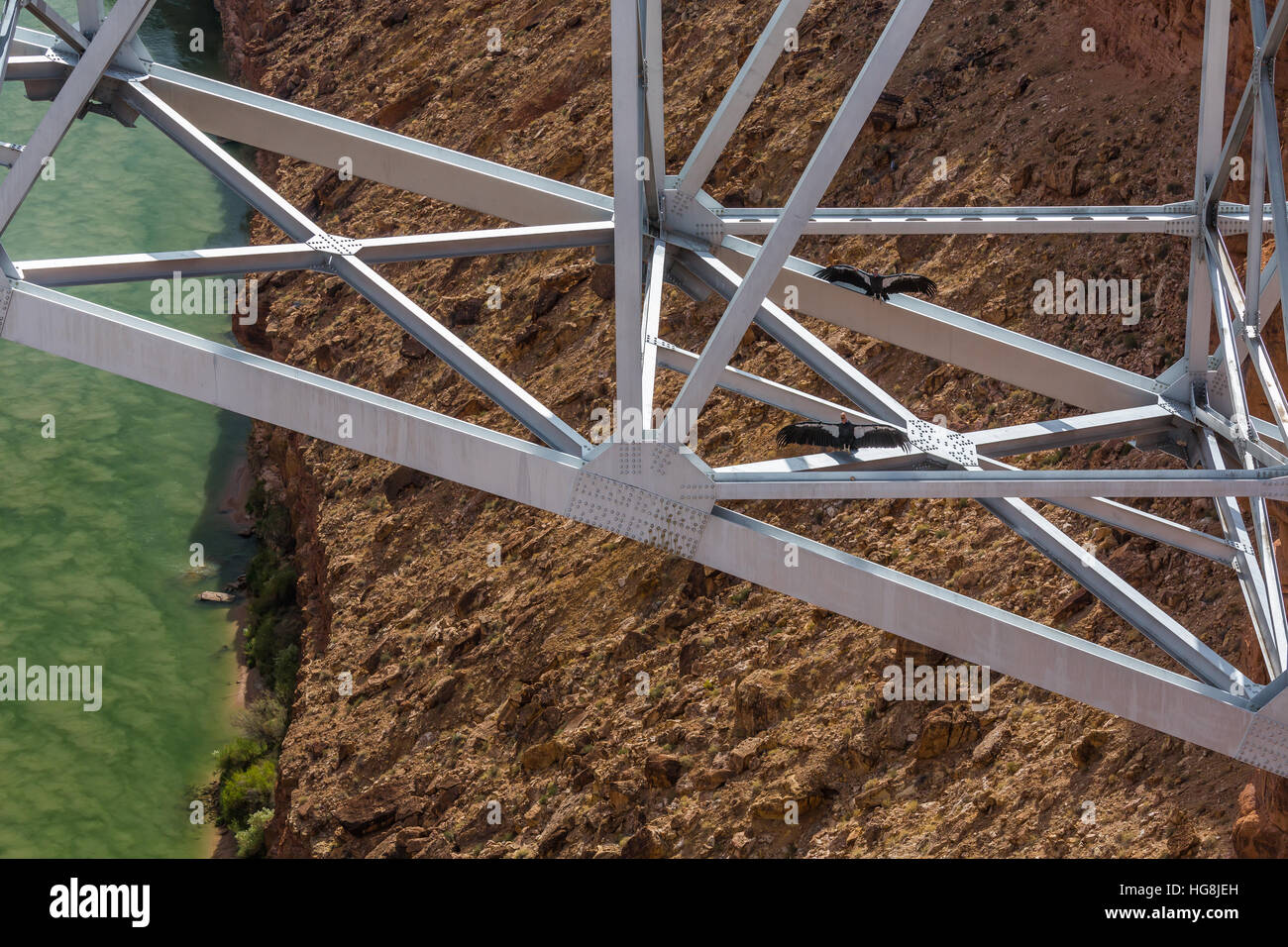 California Condors, Gymnogyps californianus, sunning with wings spread ...