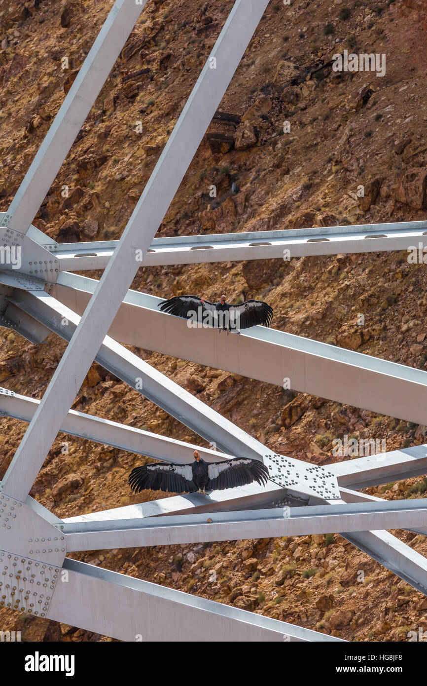 California Condors, Gymnogyps californianus, sunning with wings spread ...