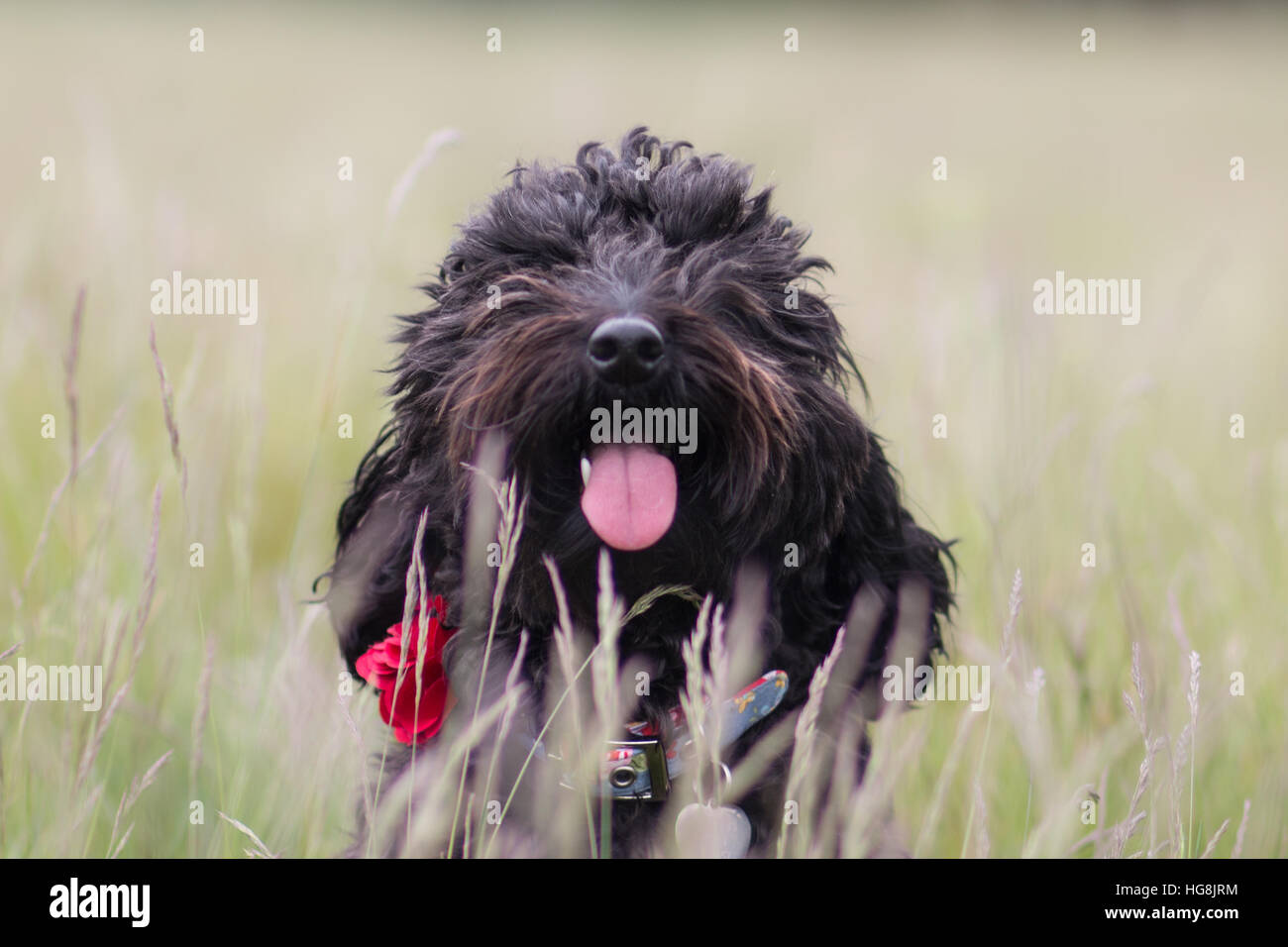 Is A Panting Dog Happy