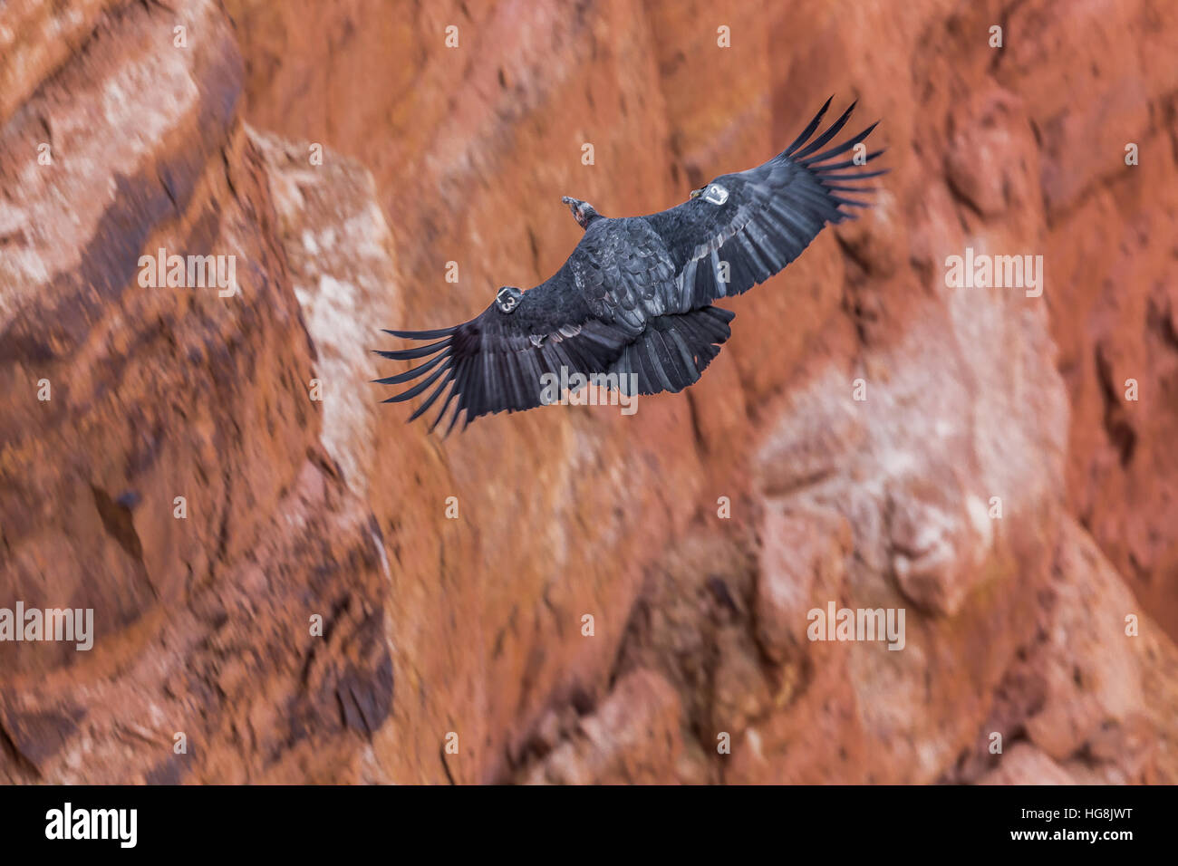 Marble Canyon Condors